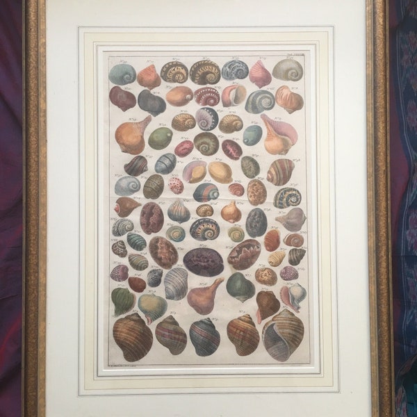 Albertus Seba - Etsy