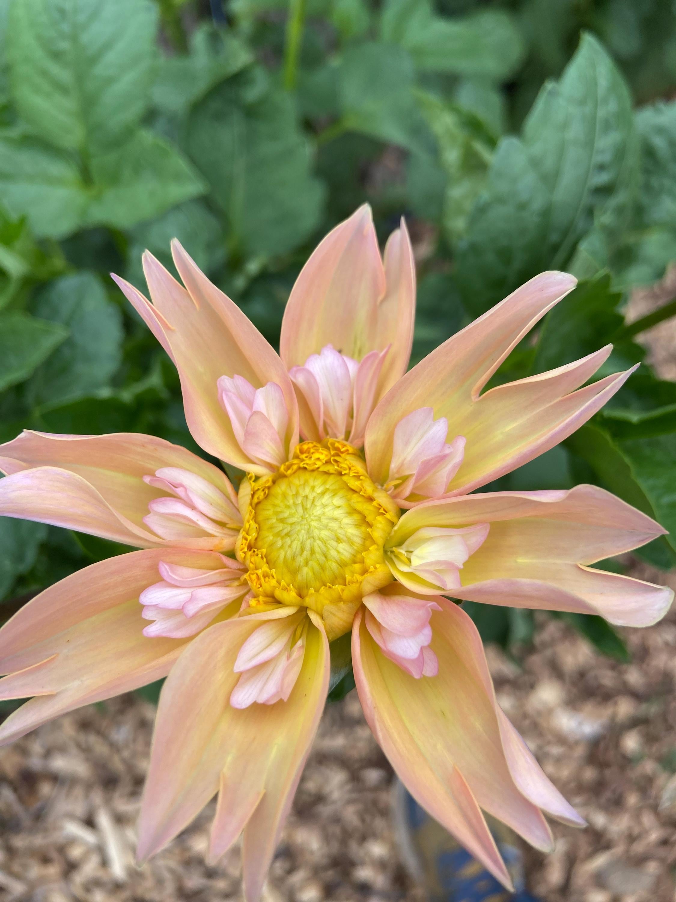 Quinn- Apple Blossom Offspring- Dahlia Tuber Preorder - Etsy