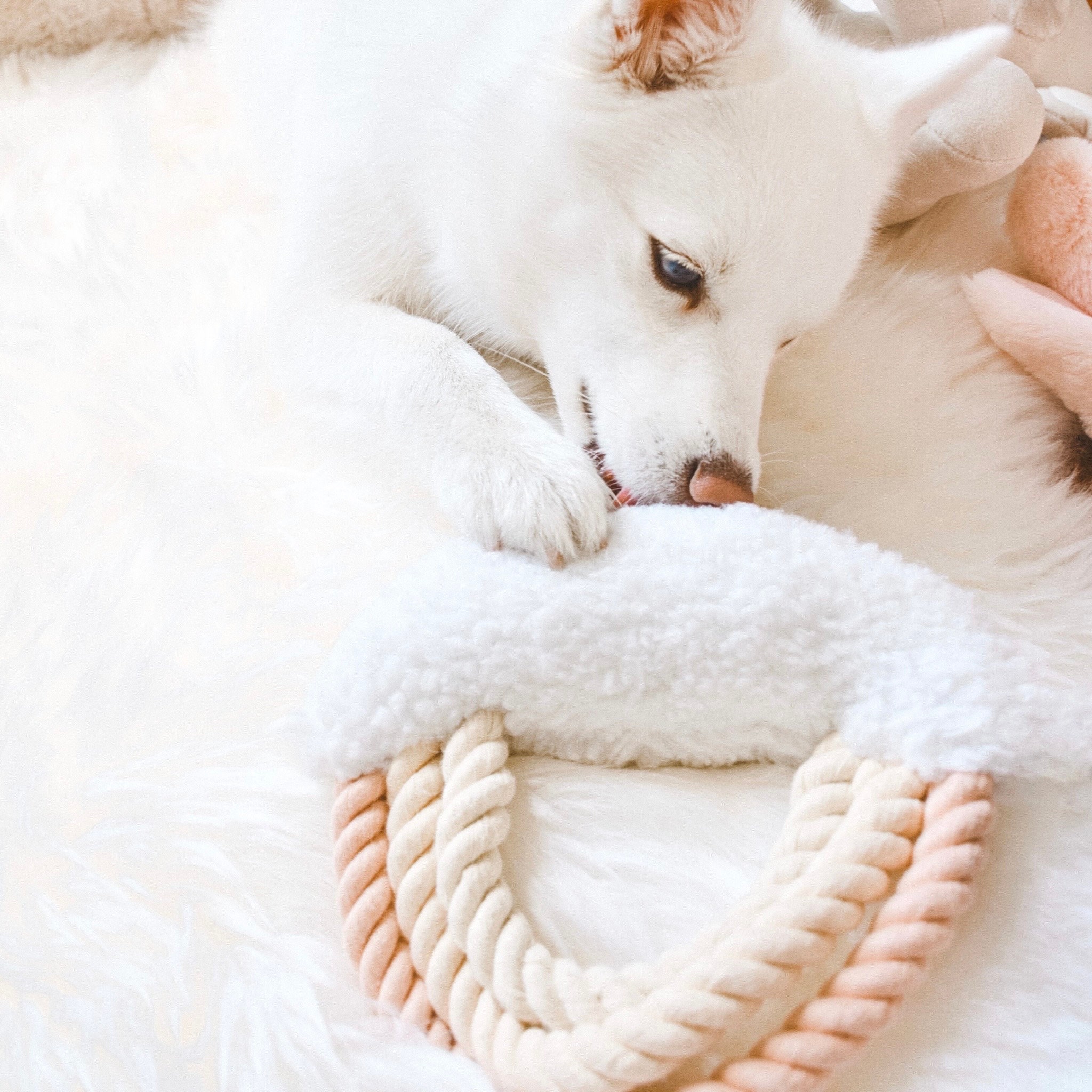 Iris Rainbow Plushie Squeaky & Crinkle Sherpa Rope Toy for - Etsy