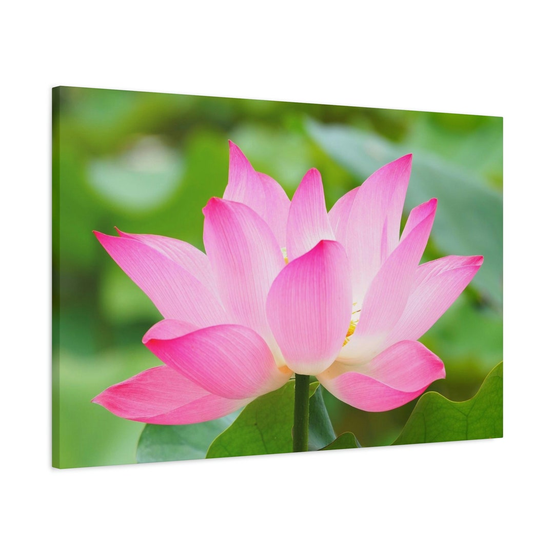 Pink Lotus Flower Canvas Print | Interior Wall Art Decoration for Home ...