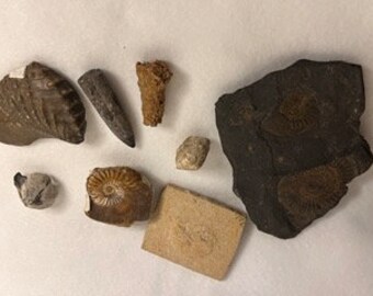 Fossil Collection Sorting Kit, 90-100 Assorted Fossils for Gift ...