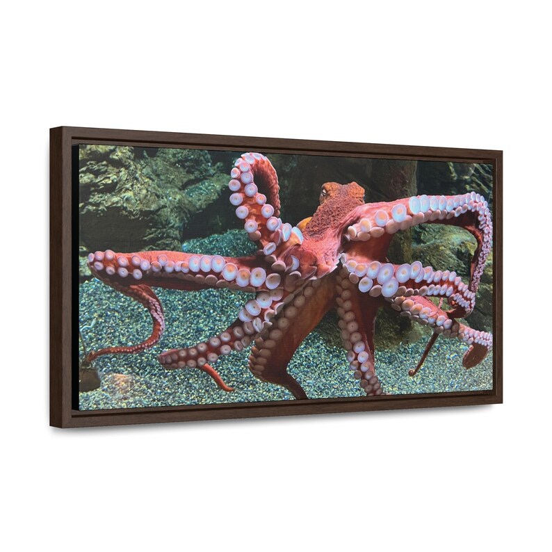 Giant Pacific Octopus Photograph by Jennifer Avilés Printed on Gallery ...