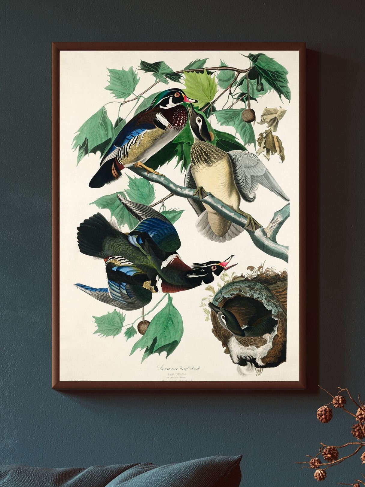 Wood Ducks Print, James J. Audubon, Birds of America, 1800's ...