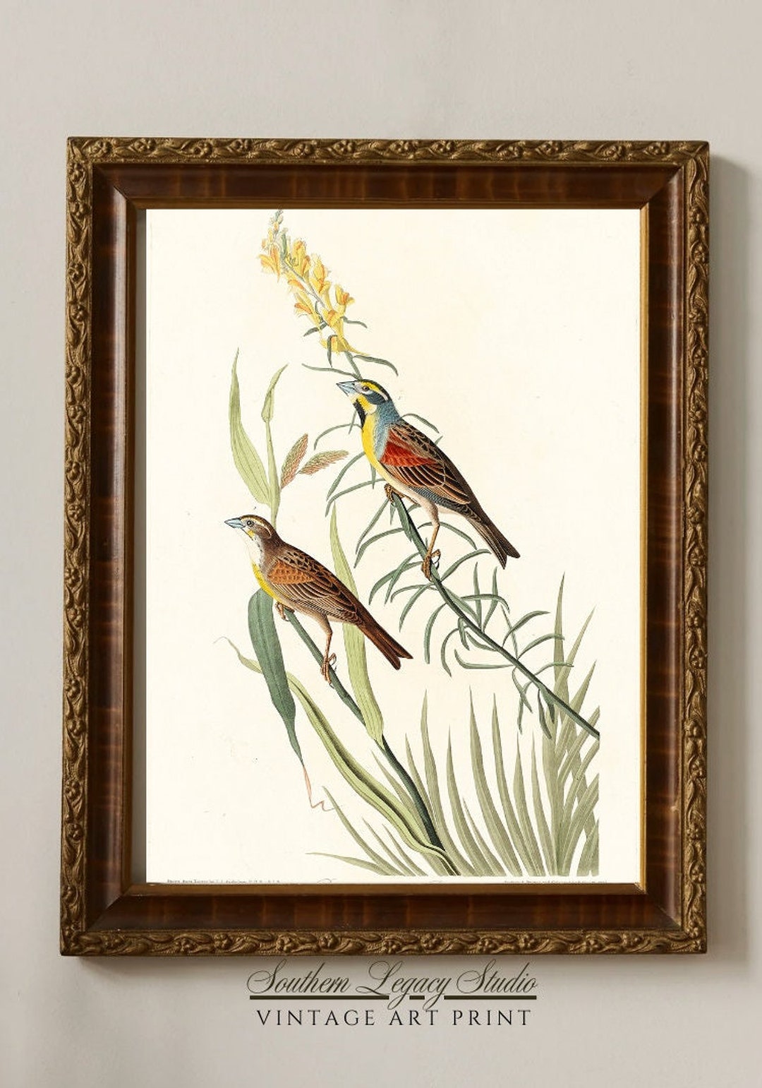 Audubon Black Throated Bunting Art Print: Museum Quality Bird ...