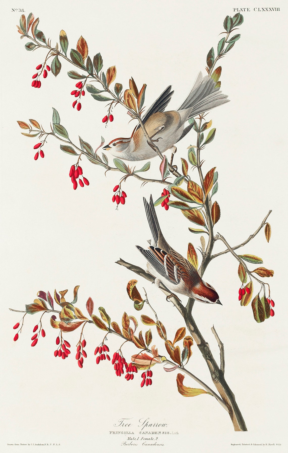 Audubon Art Print, tree Sparrow, Original by John James Audubon, Birds ...