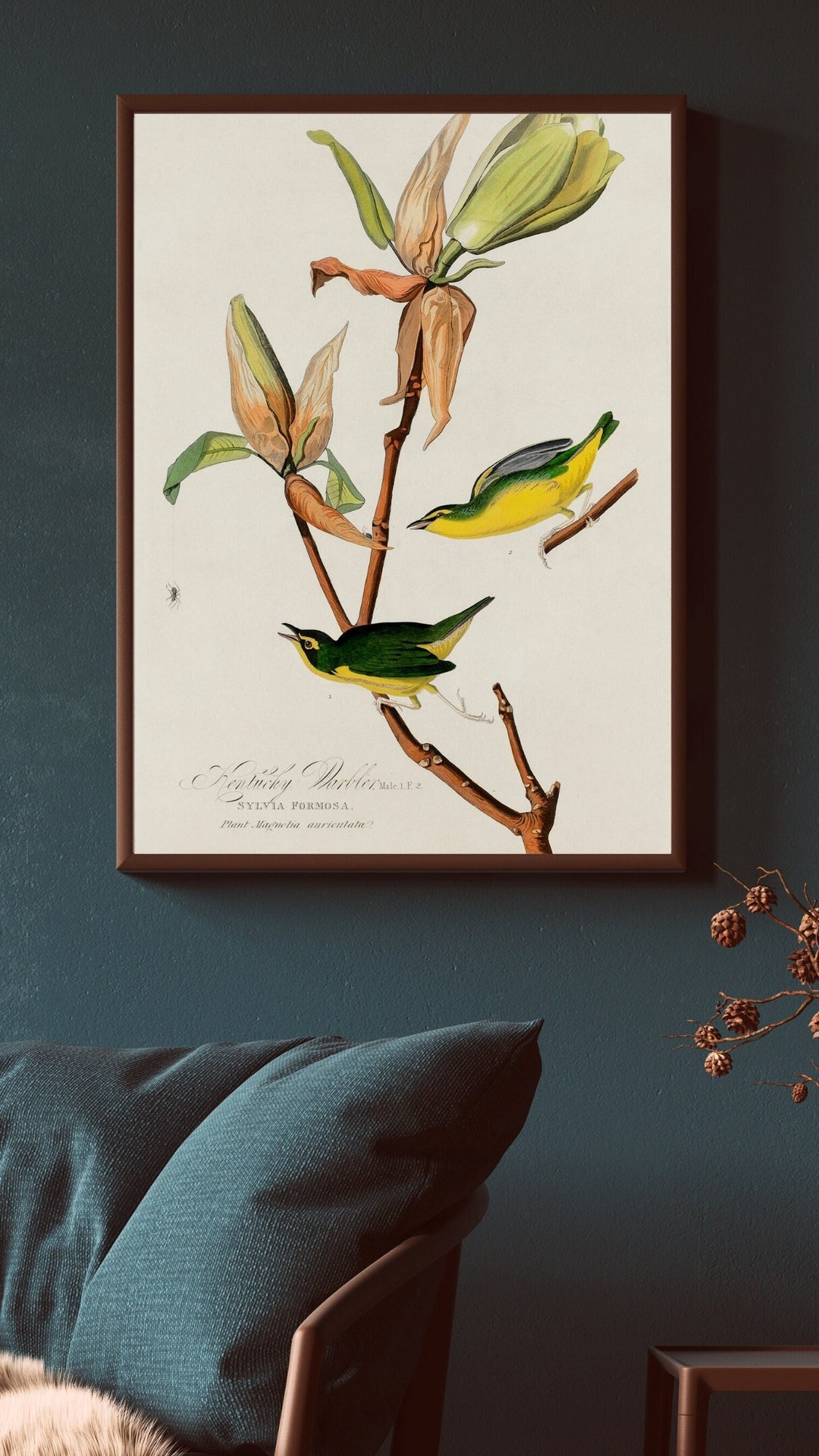 Audubon, Birds of America Print, 1800's Kentucky Marbler Print, Wall ...