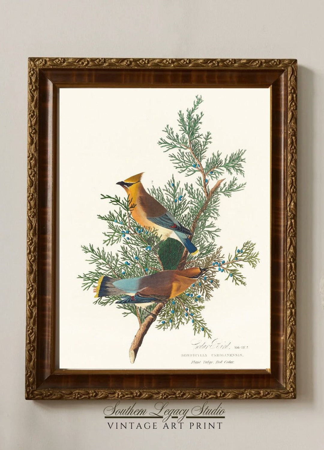 Audubon Art Print, "cedar Bird", Original by John James Audubon, Birds ...