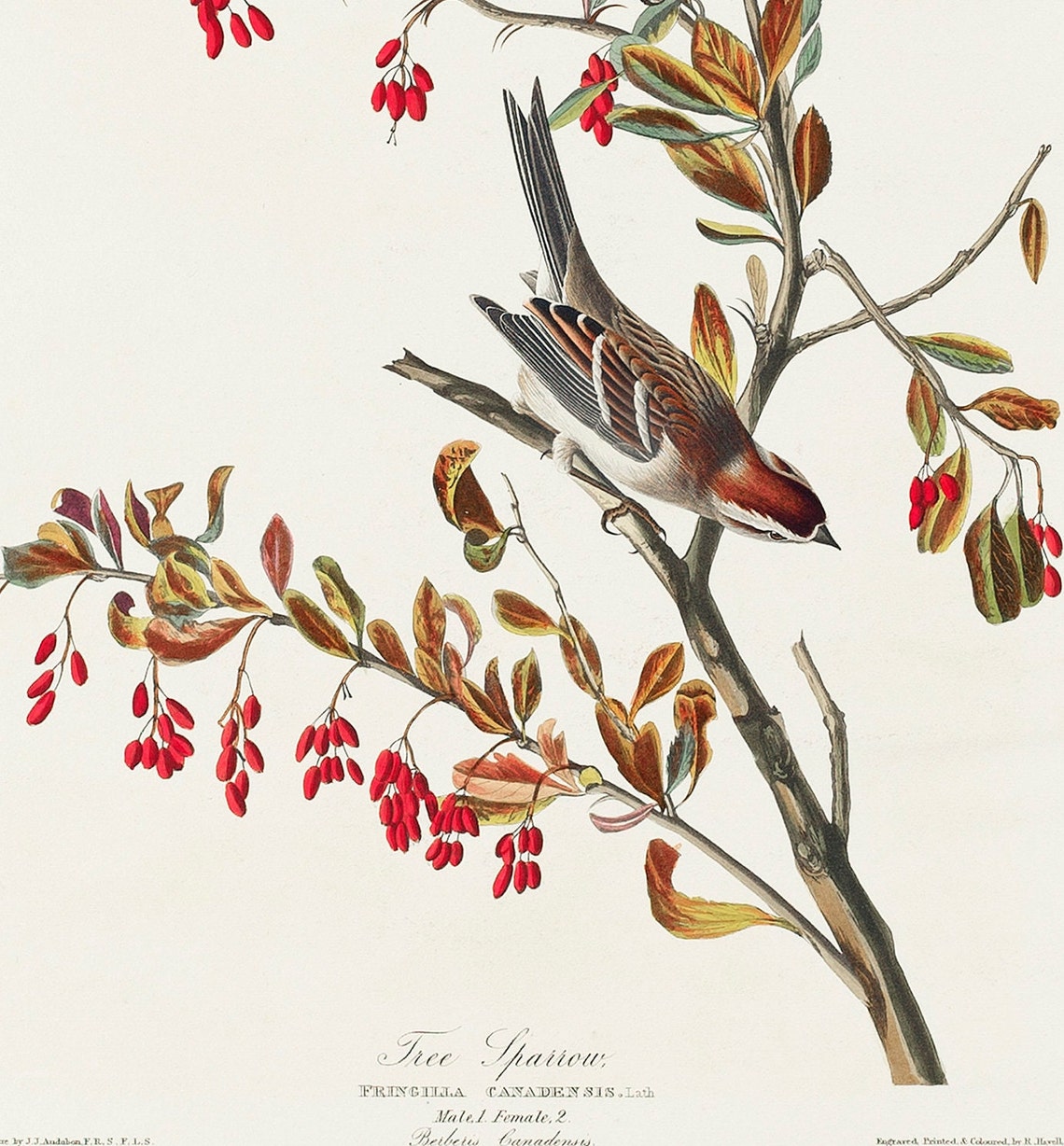 Audubon Art Print, tree Sparrow, Original by John James Audubon, Birds ...