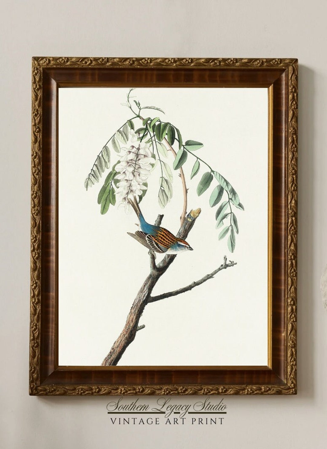 Audubon Chipping Sparrow Art Print: Museum Quality Matte Reproduction ...