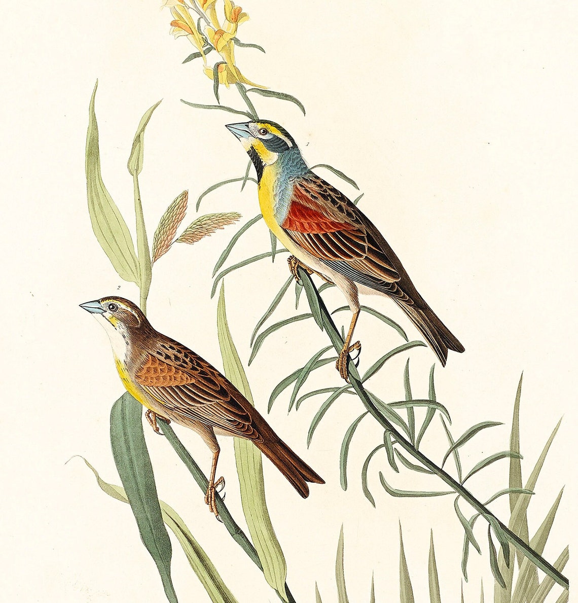 Audubon Black Throated Bunting Art Print: Museum Quality Bird ...