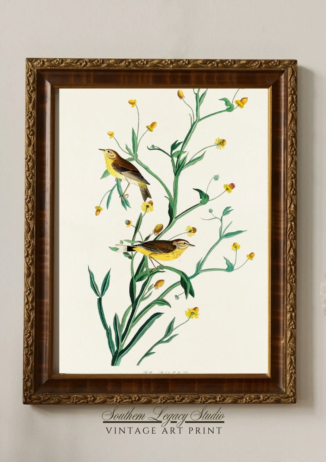 Audubon Art Print, "warbler", Original by John James Audubon, Birds of ...