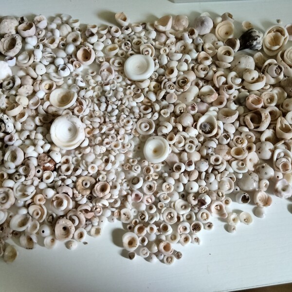 Puka Shells - Etsy