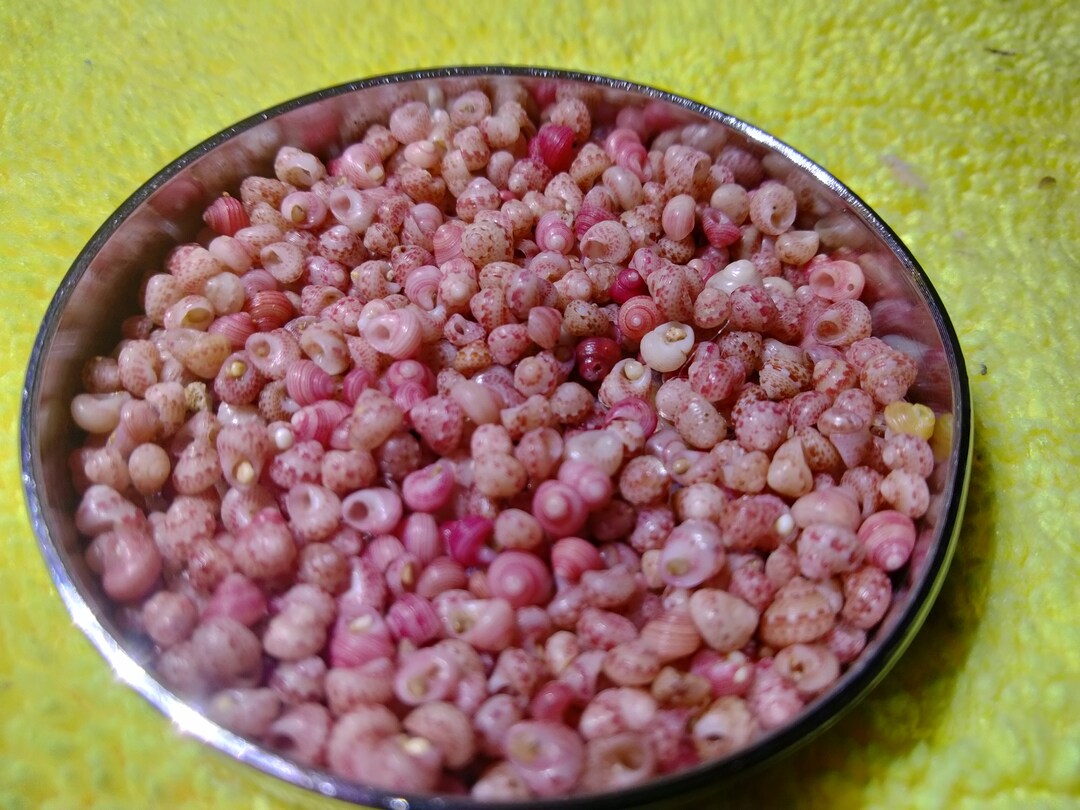 Kahelelani Loose Shells Size 8-14 for Jewelry Making. Hawaii Shells. - Etsy