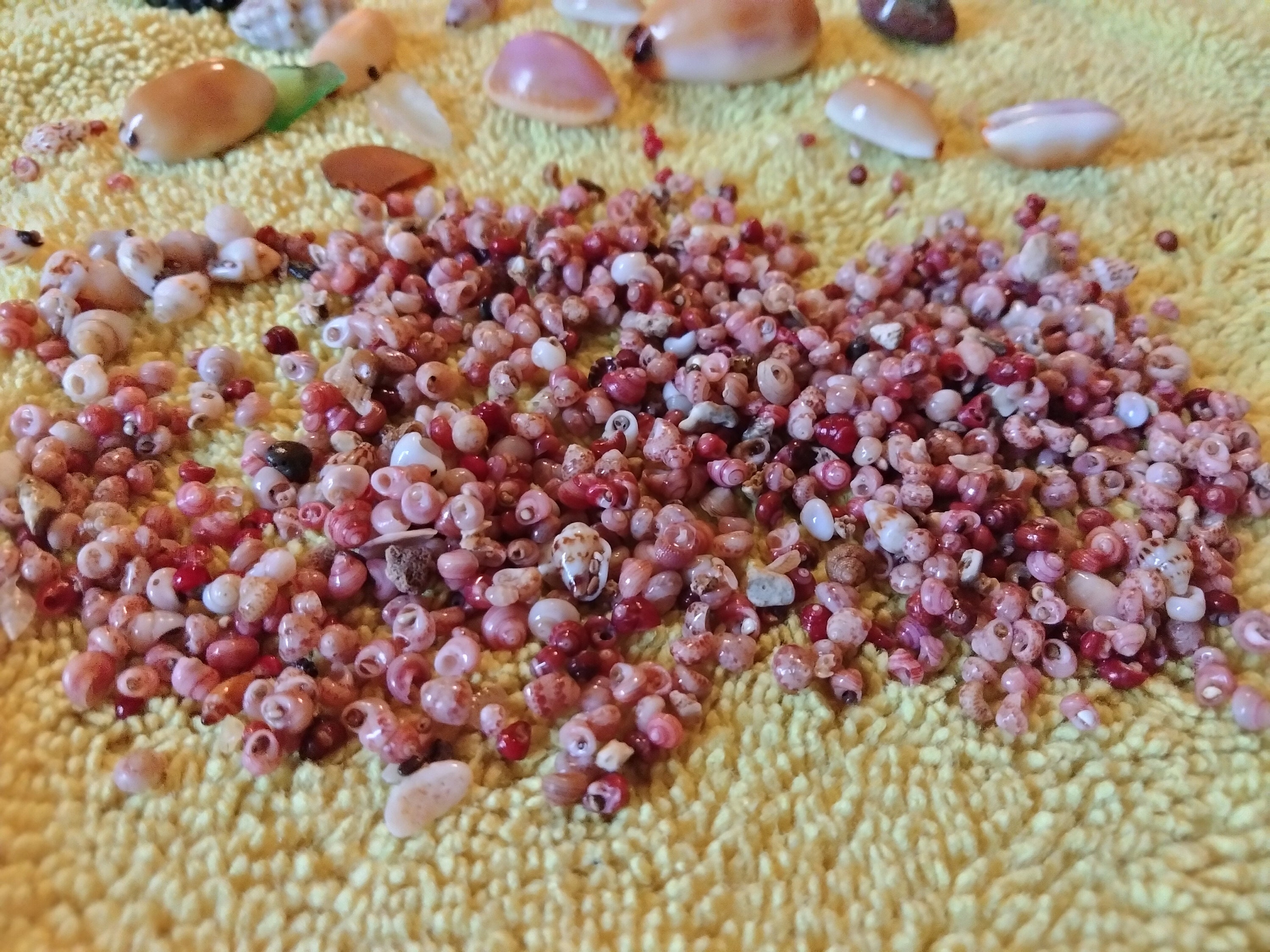 Kahelelani Loose Shells Size 8-14 for Jewelry Making - Etsy