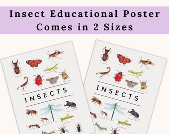 Insect Poster, Educational Poster, School Art, Charlotte Mason ...