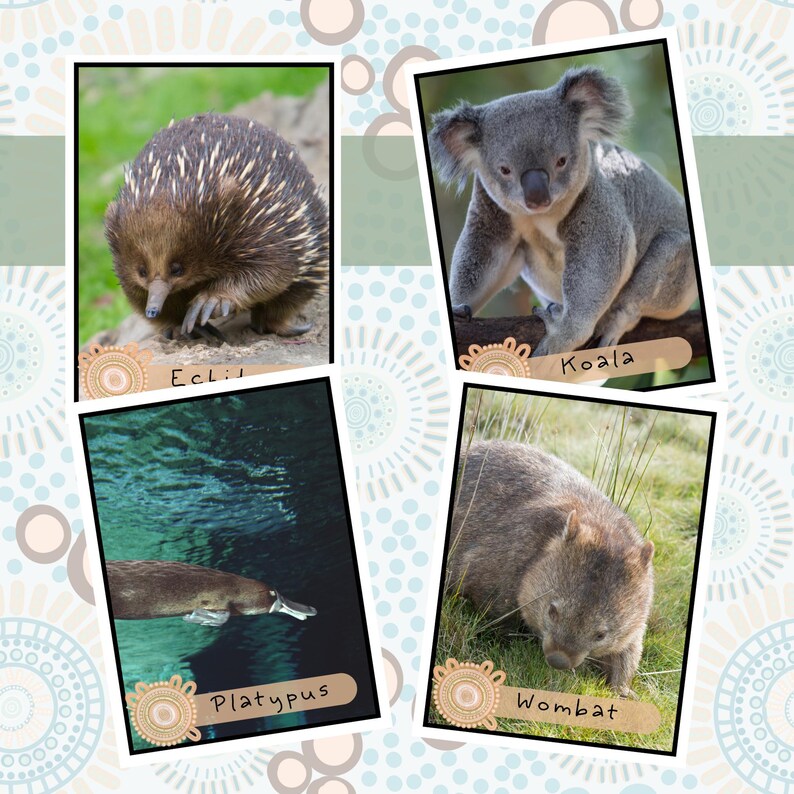 Australian Animal Flashcard Printable Download Classroom Resource ...