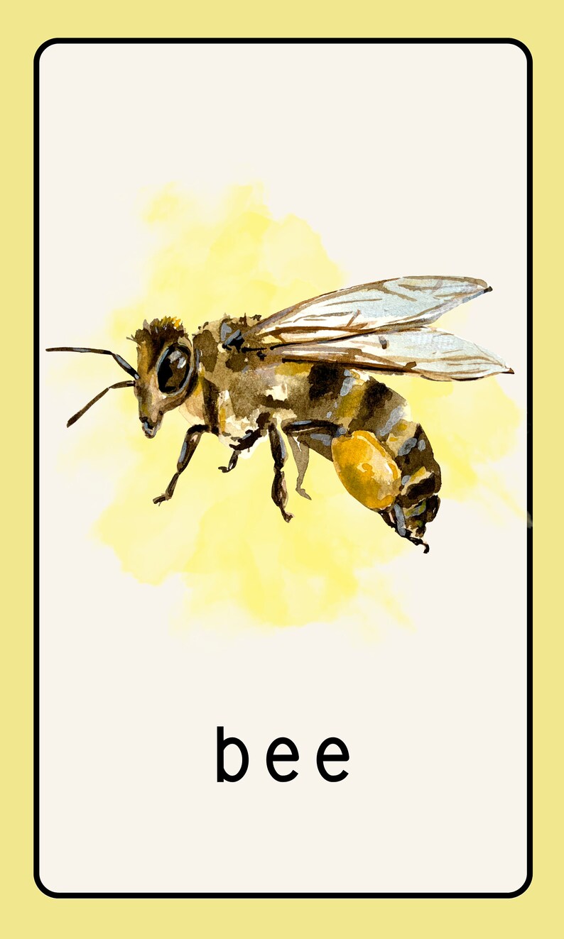 Flash Cards Bee Life Cycle Printable Learning Bundle - Etsy Australia