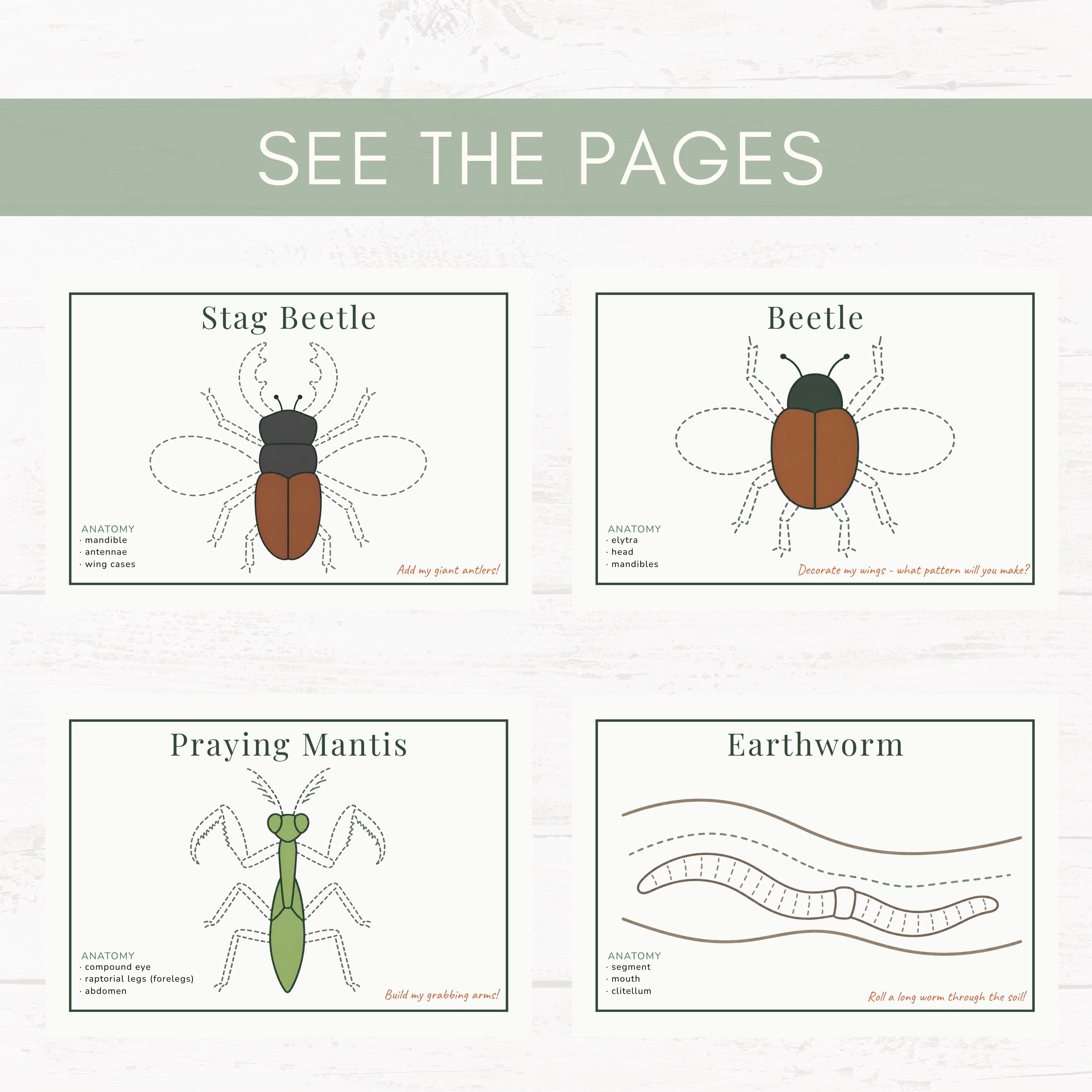 Insect Playdough Mats Printable, Bug Activities for Preschool, Insect ...