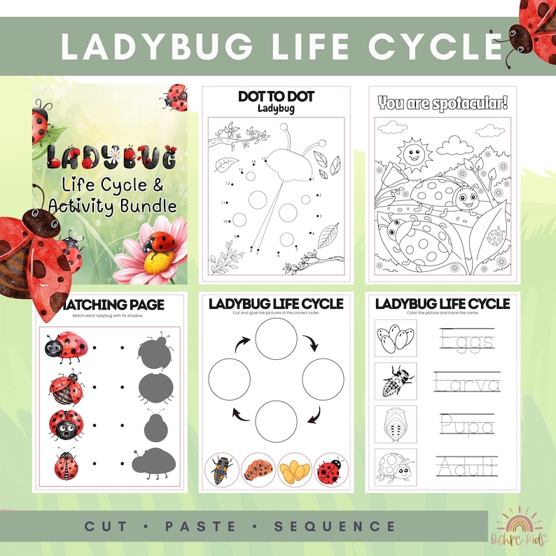 Ladybug Life Cycle Worksheets – Preschool Science Printable, Insect ...
