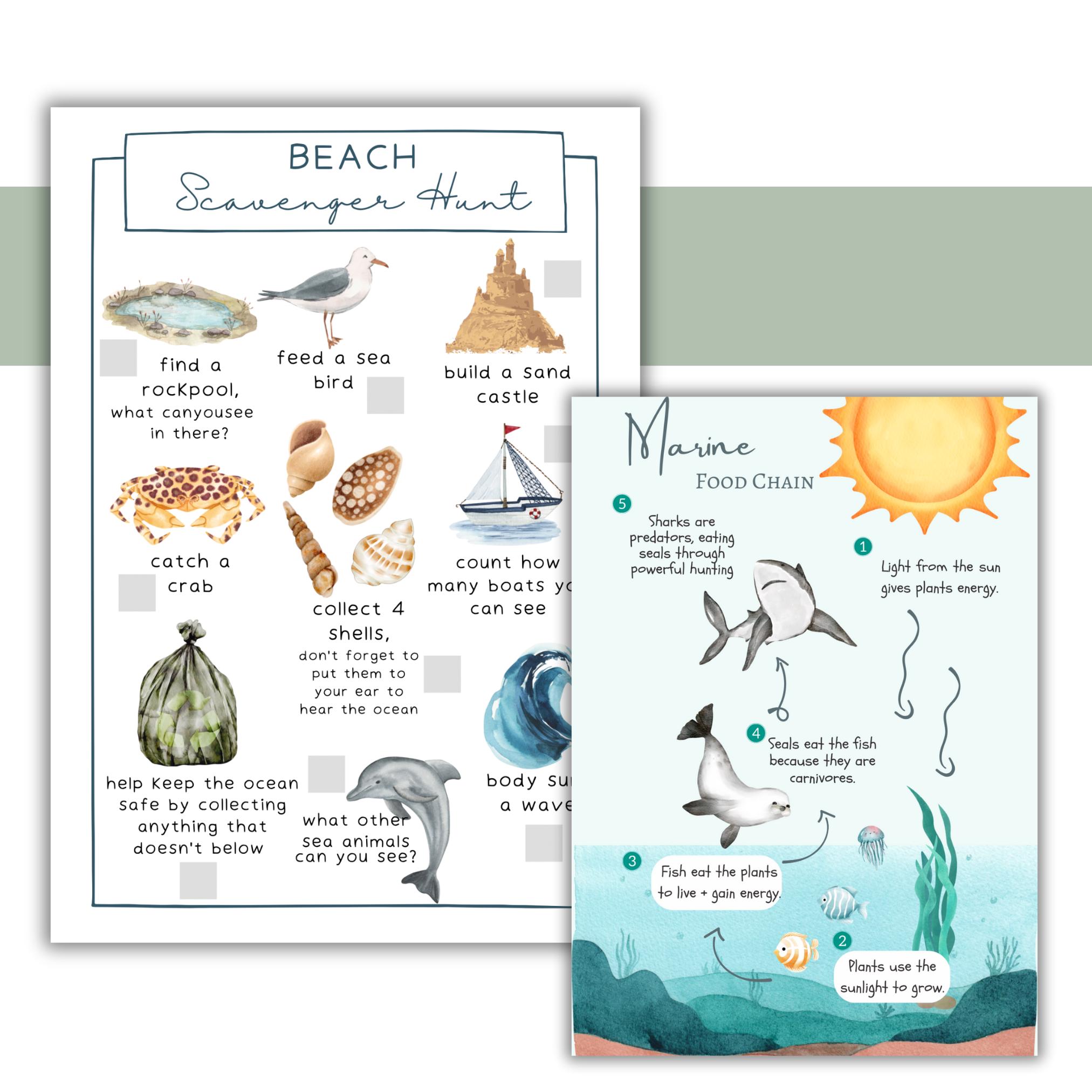 Ocean Posters & Flash Cards Pack | Sea Animal Facts, Early Learning ...