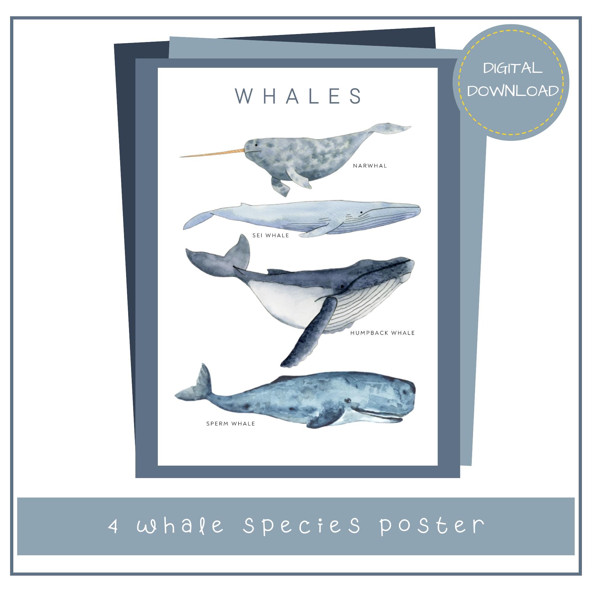 Blue Whale Size Chart and Ocean Animal Posters – Montessori Science ...