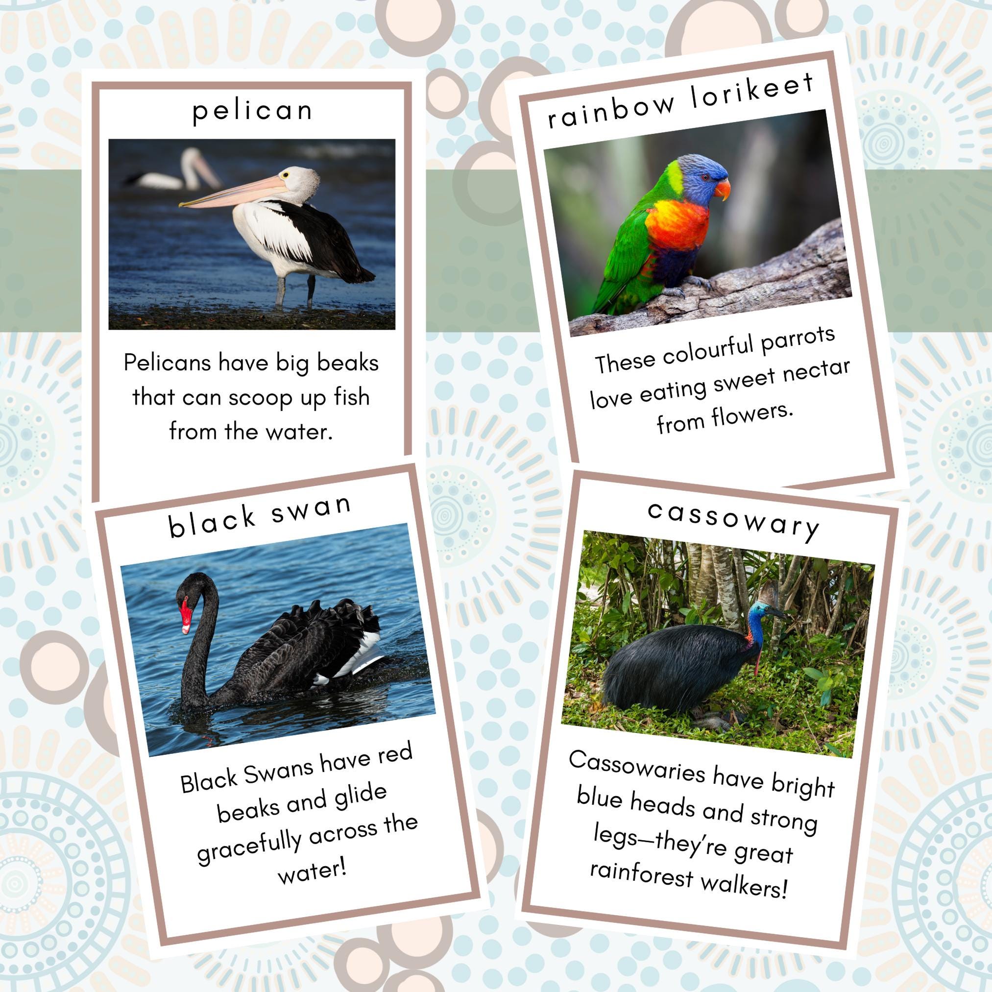 Australian Animals Fun Facts Cards Montessori Inspired Printable for ...