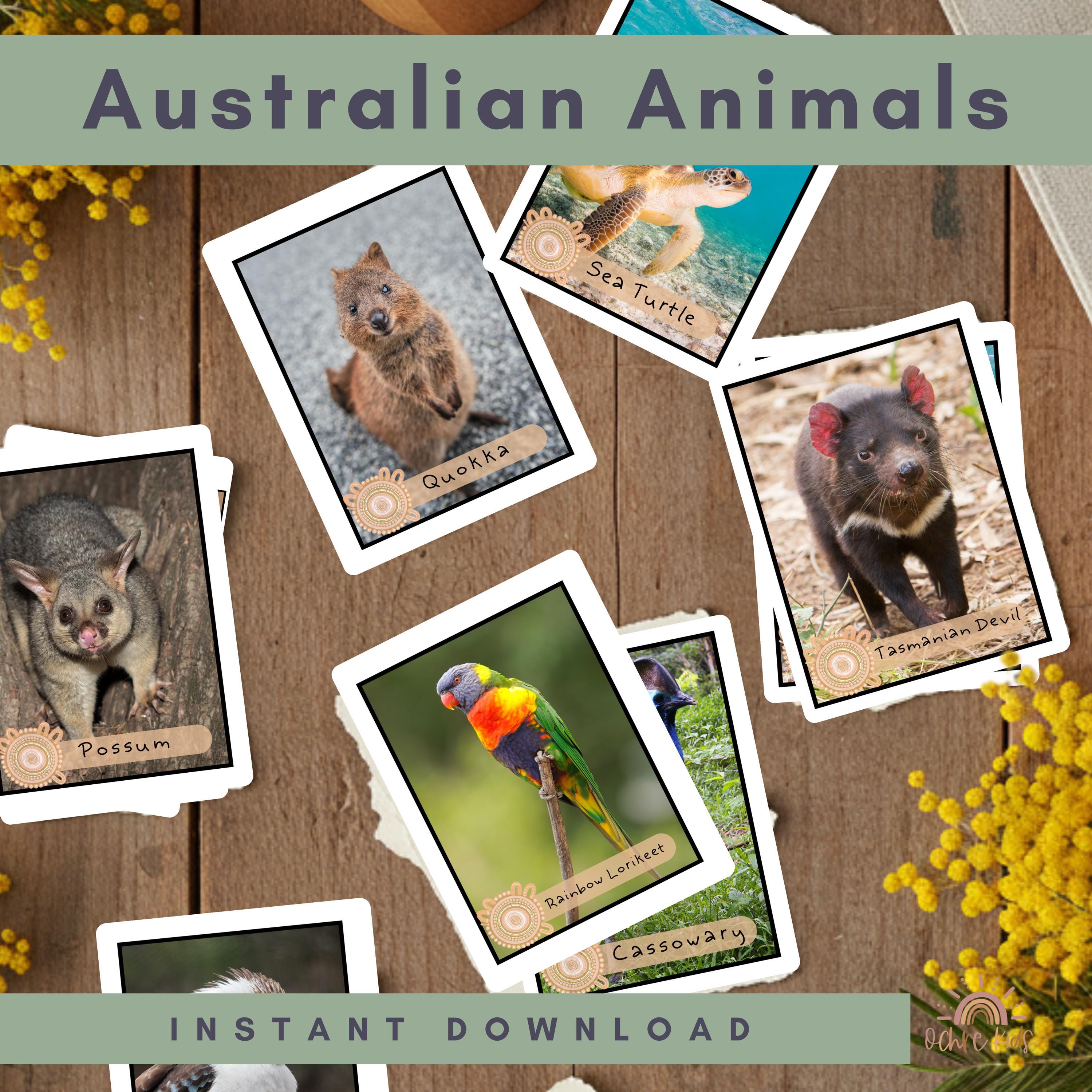 Australian Animals Flash Cards Educational Learning Cards Home ...