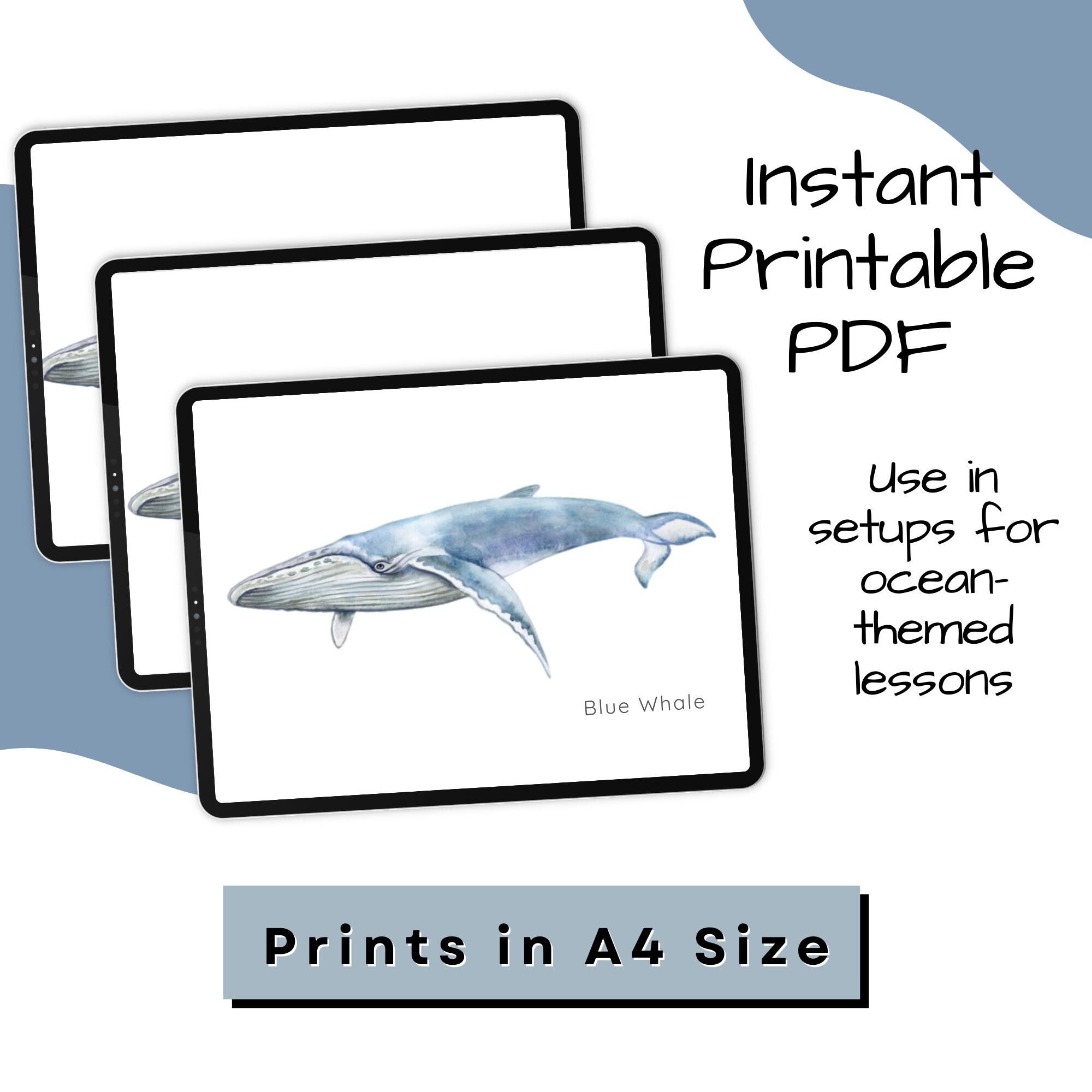 Blue Whale Size Chart and Ocean Animal Posters – Montessori Science ...