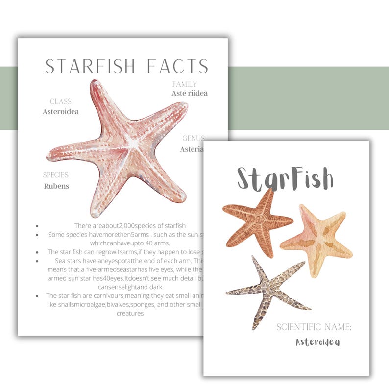 Ocean Posters & Flash Cards Pack | Sea Animal Facts, Early Learning ...