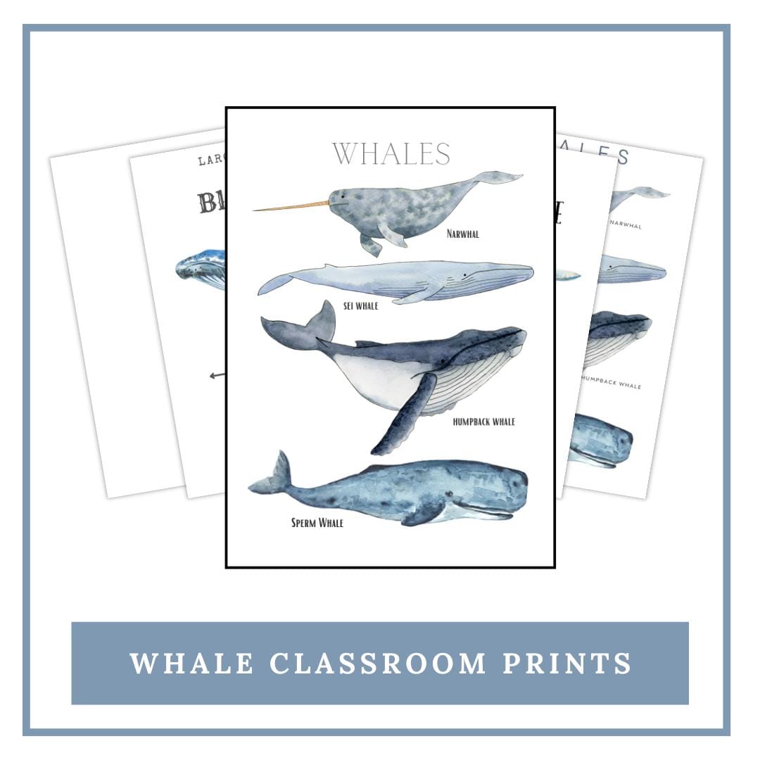 Blue Whale Size Chart and Ocean Animal Posters – Montessori Science ...