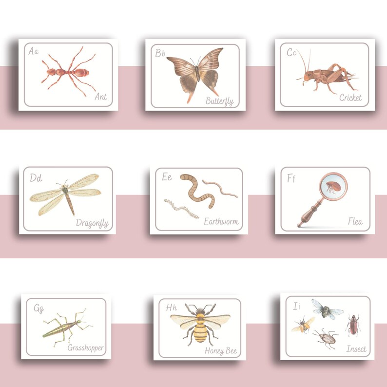 A-Z Insect Flash Cards Bugs Alphabet Early Learning Letter Recognition ...