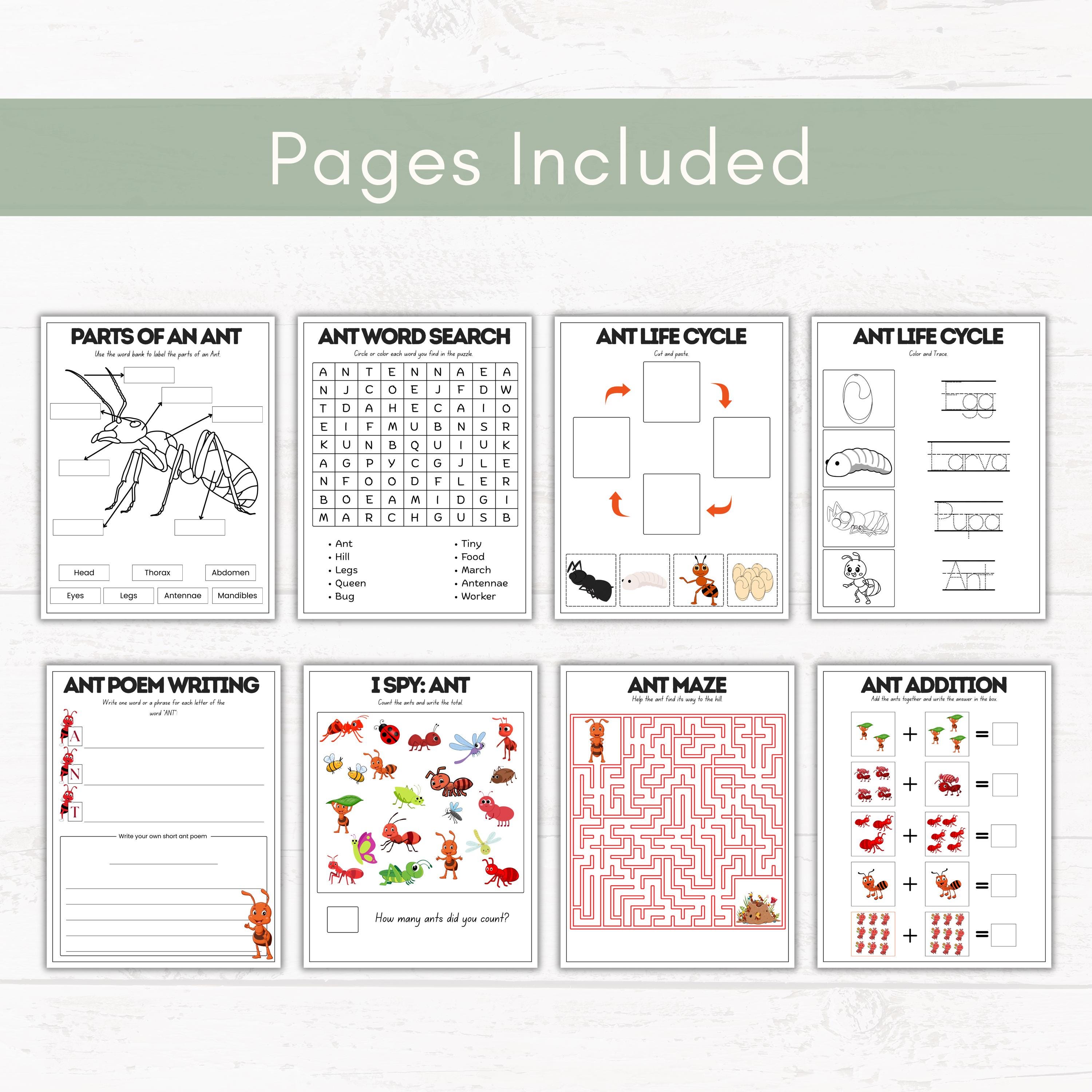 Ant Activity Bundle for Preschool & Kindergarten | Insect Unit ...