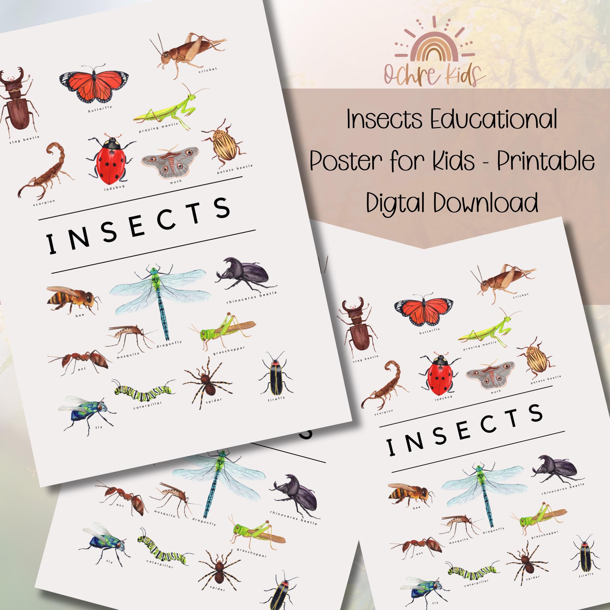 Insects Poster for Kids Printable for Classroom Decor Bug Themed ...