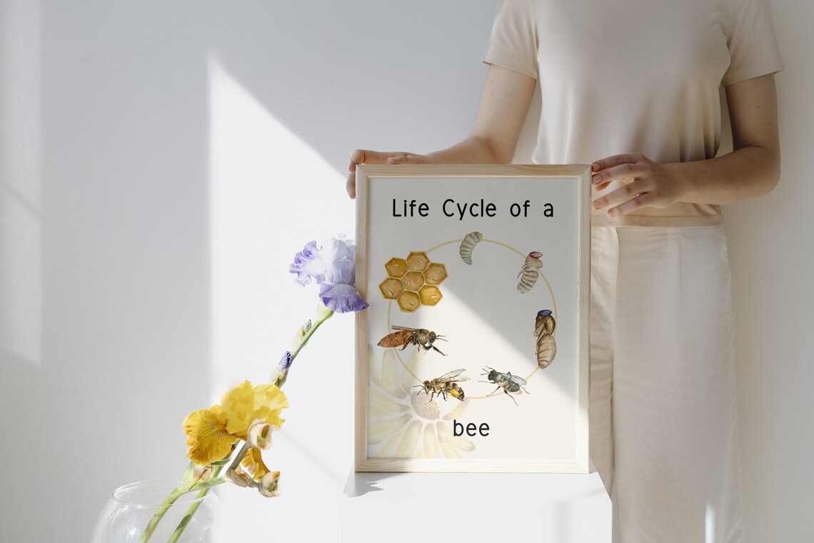 Life Cycle of a Bee Poster Digital Download Download and Print Today ...