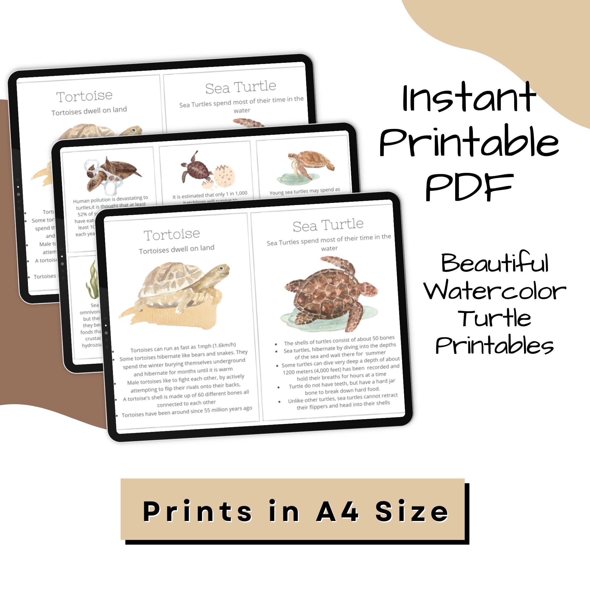 Sea Turtle Mini Educational Printable Resources, Watercolour Turtle ...