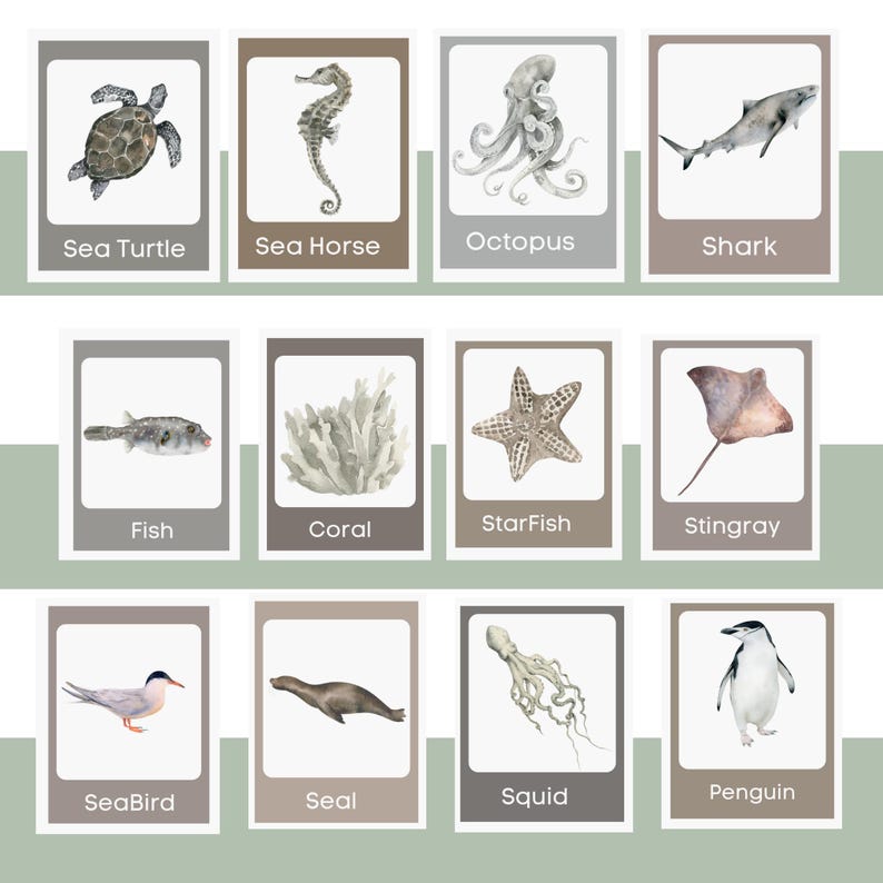 Ocean Posters & Flash Cards Pack | Sea Animal Facts, Early Learning ...