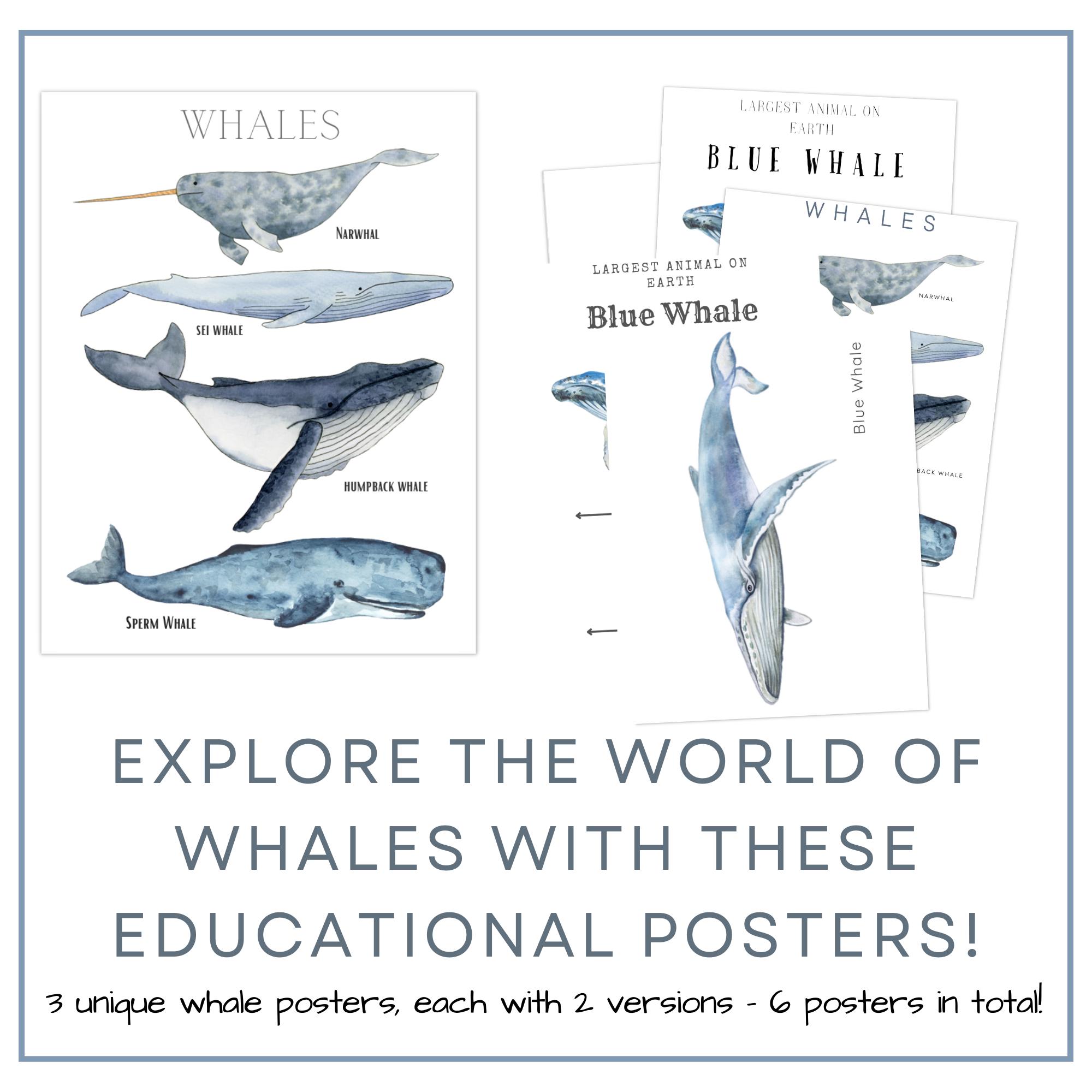 Blue Whale Size Chart and Ocean Animal Posters – Montessori Science ...