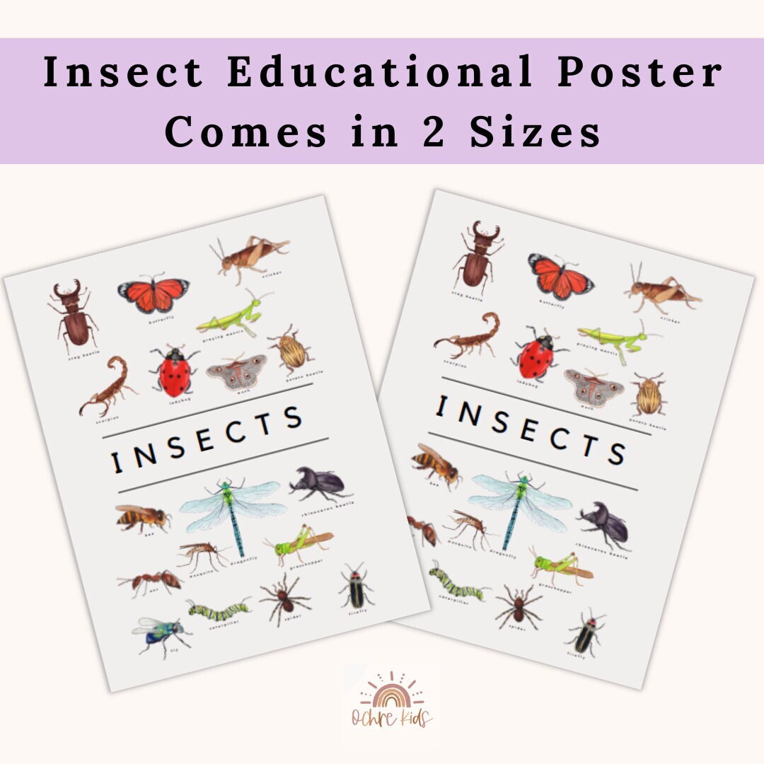 Insect Educational Wall Art Poster Entomology Classroom Decor Bug ...