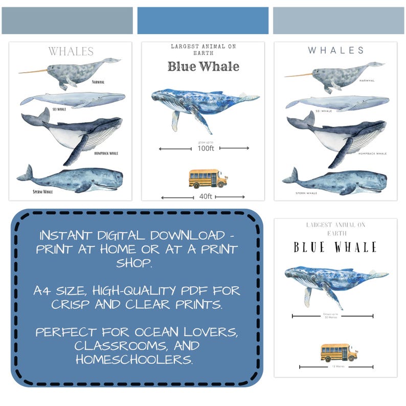 Blue Whale Size Chart and Ocean Animal Posters – Montessori Science ...