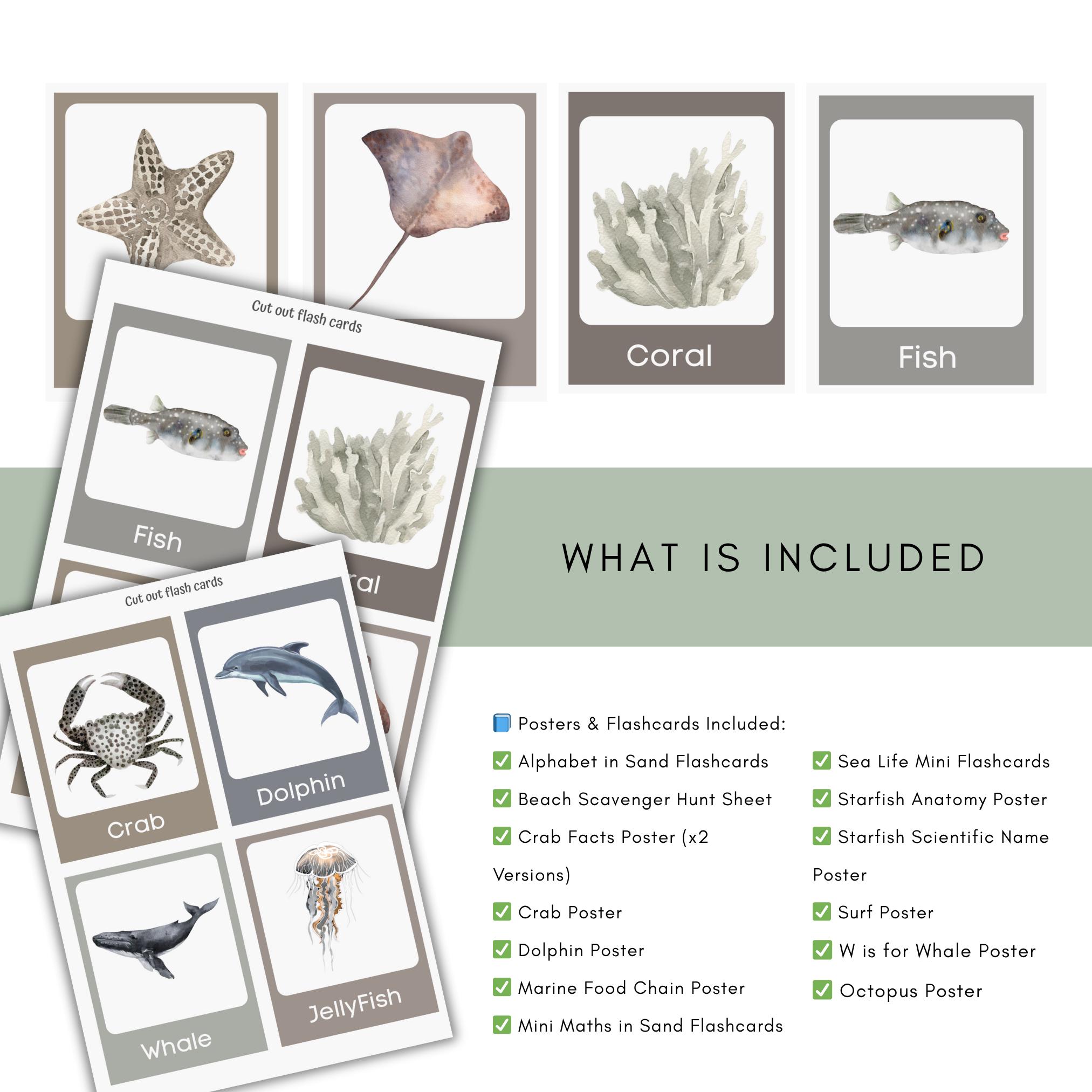 Ocean Posters & Flash Cards Pack | Sea Animal Facts, Early Learning ...