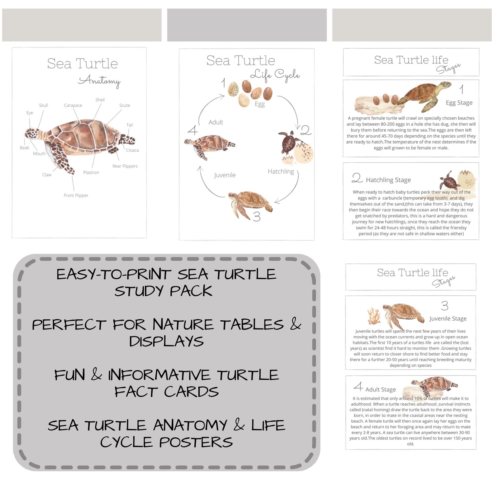 Sea Turtle Mini Educational Printable Resources, Watercolour Turtle ...