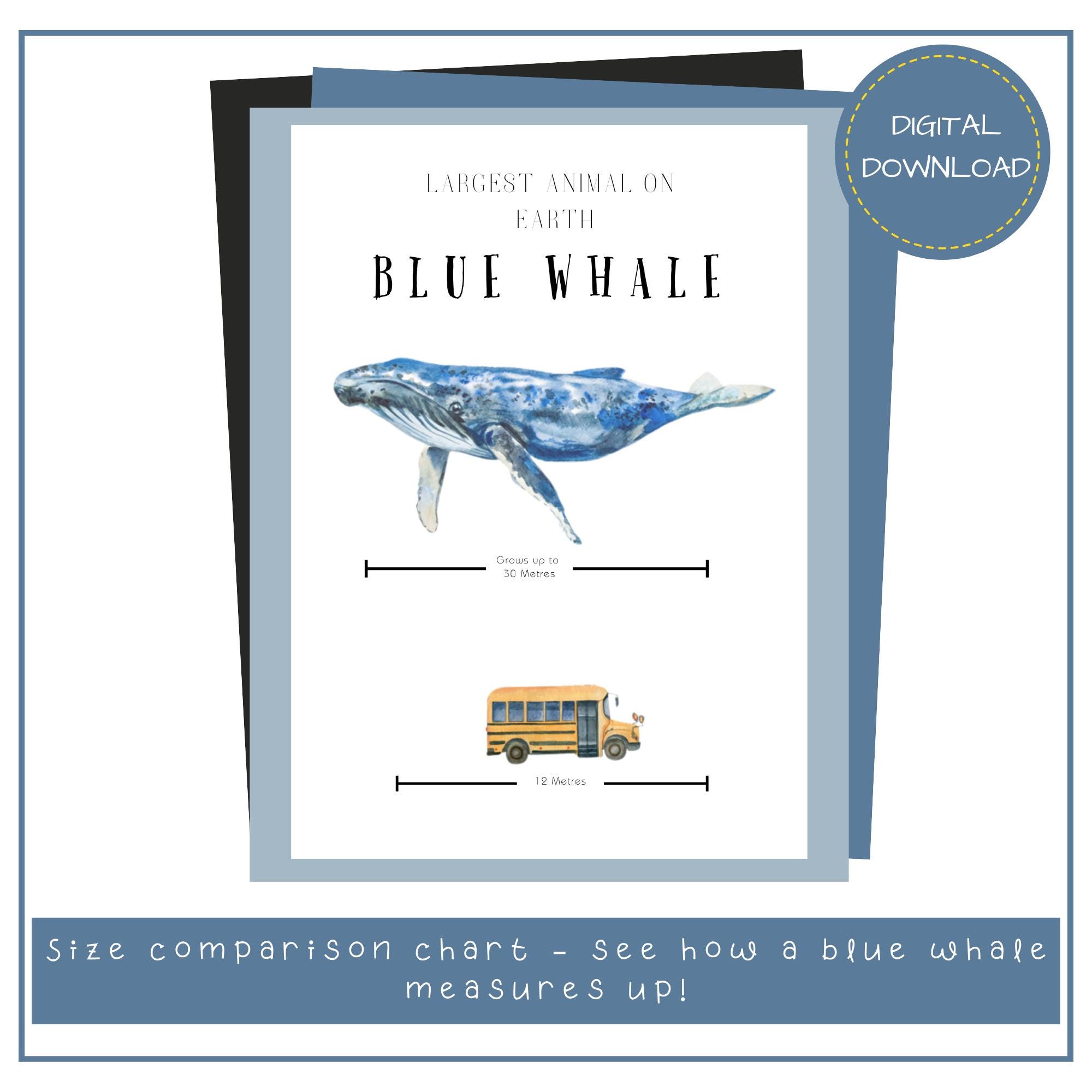 Whale Educational Homeschool Classroom Prints, Blue Whale Montessori ...