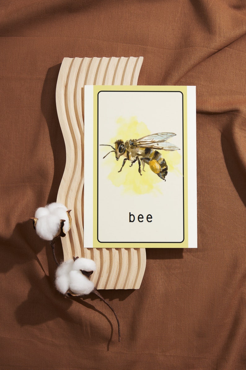 Flash Cards Bee Life Cycle Printable Learning Bundle - Etsy Australia