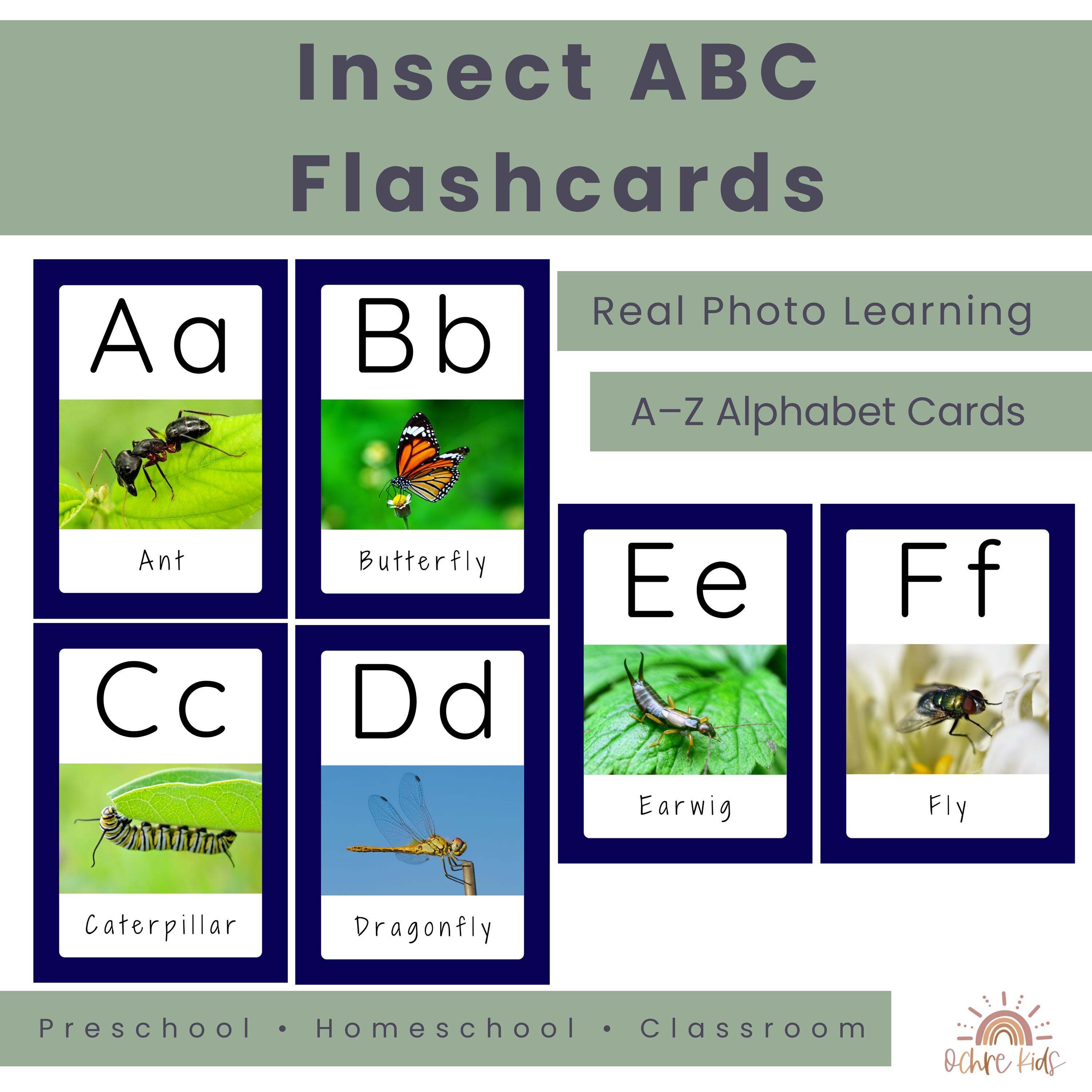 Insect Alphabet Flashcards Printable, Bug ABC Cards A–Z, Real Photo ...