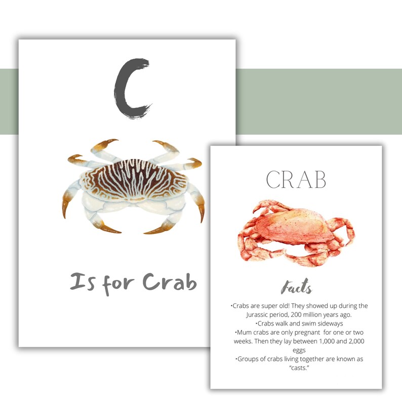 Ocean Posters & Flash Cards Pack | Sea Animal Facts, Early Learning ...