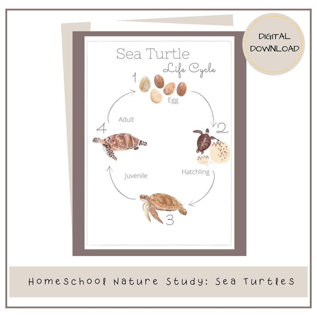Sea Turtle Mini Educational Printable Resources, Watercolour Turtle ...