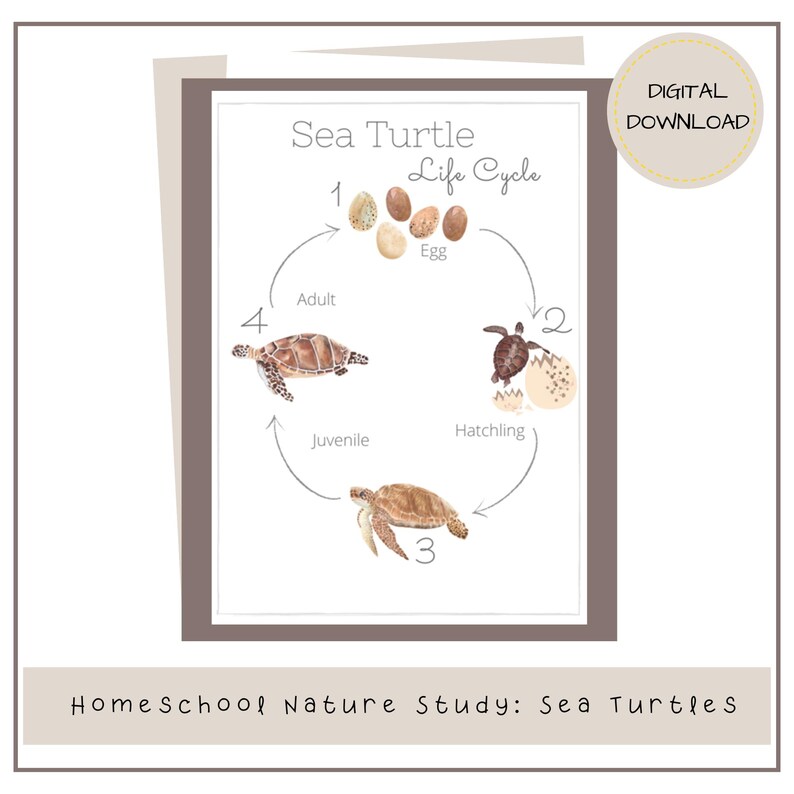 Watercolor Sea Turtle Life Cycle & Anatomy Posters (digital Download ...