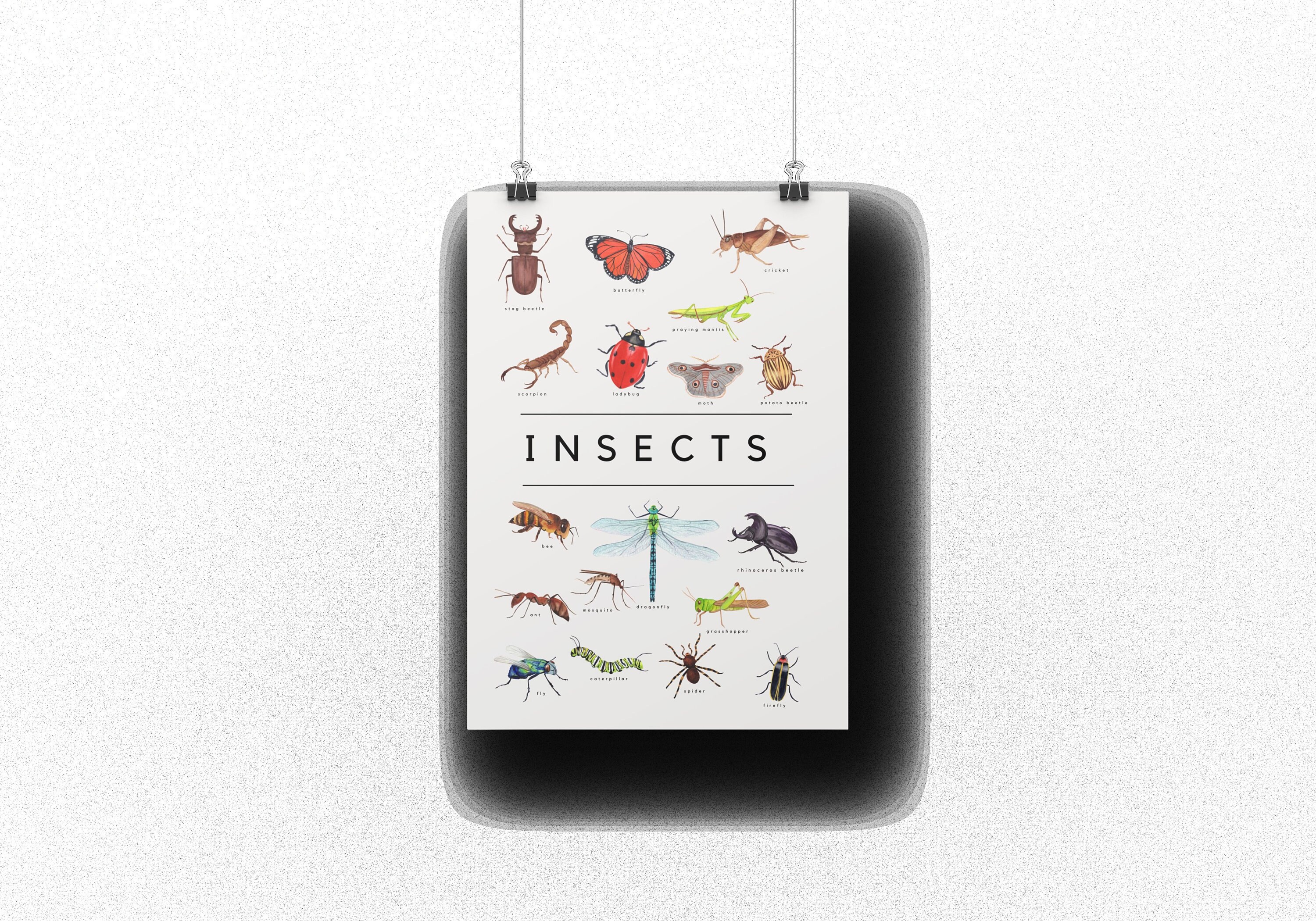 Insect Educational Wall Art Poster Entomology Classroom Decor Bug ...