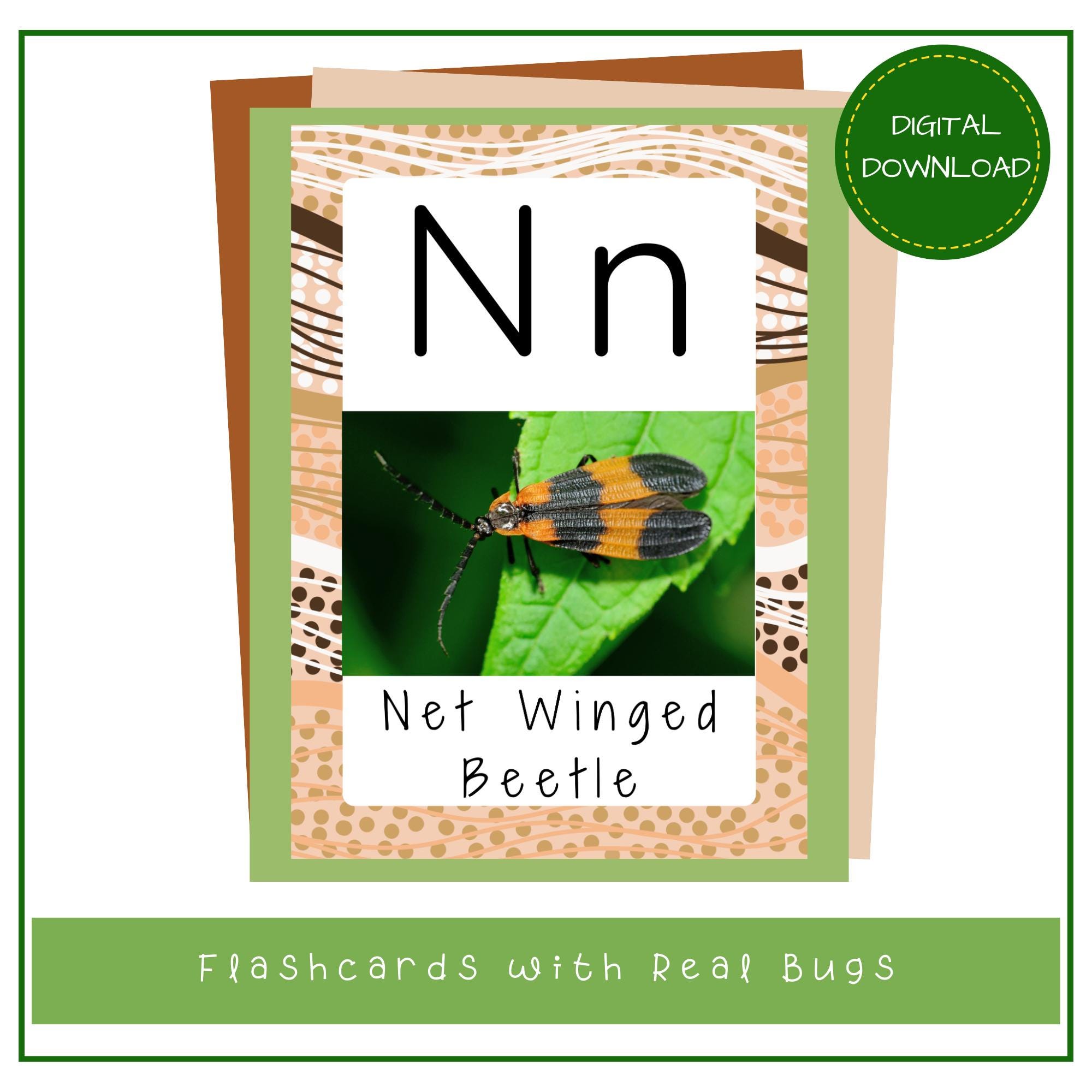 Insect Alphabet Flashcards: Montessori Preschool Learning (digital ...