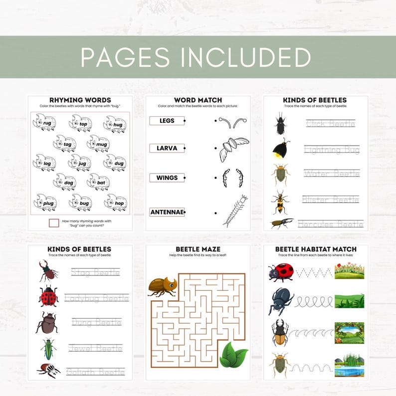 Beetle Life Cycle Activities Printable | Insect Science Worksheets for ...